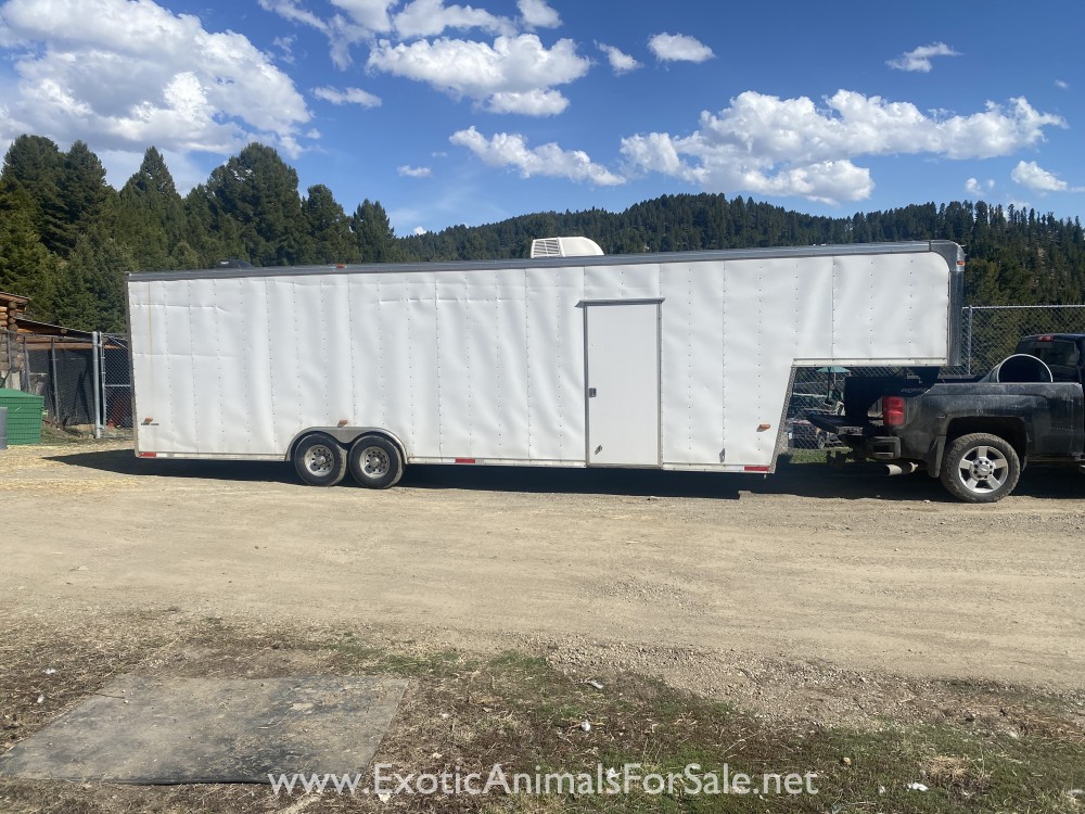 Heavy duty animal trailer, Bears, big cats, etc for Sale