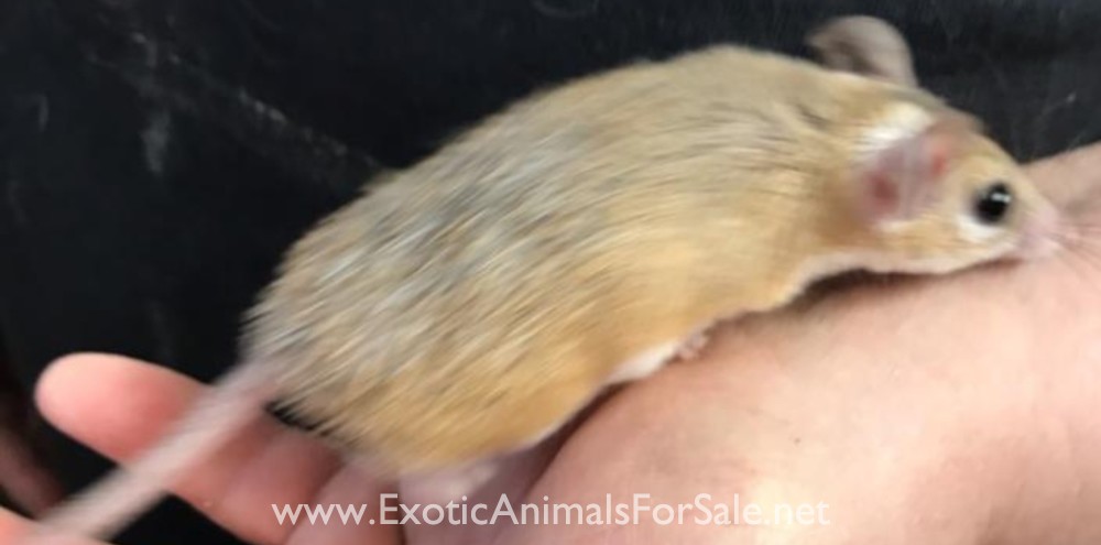 Exotic Animals in the Northeast