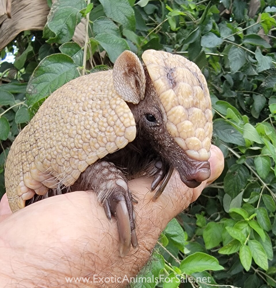 BABY THREE BANDED ARMADILLO CAPTIVE BRED AND HAND RAISED for Sale