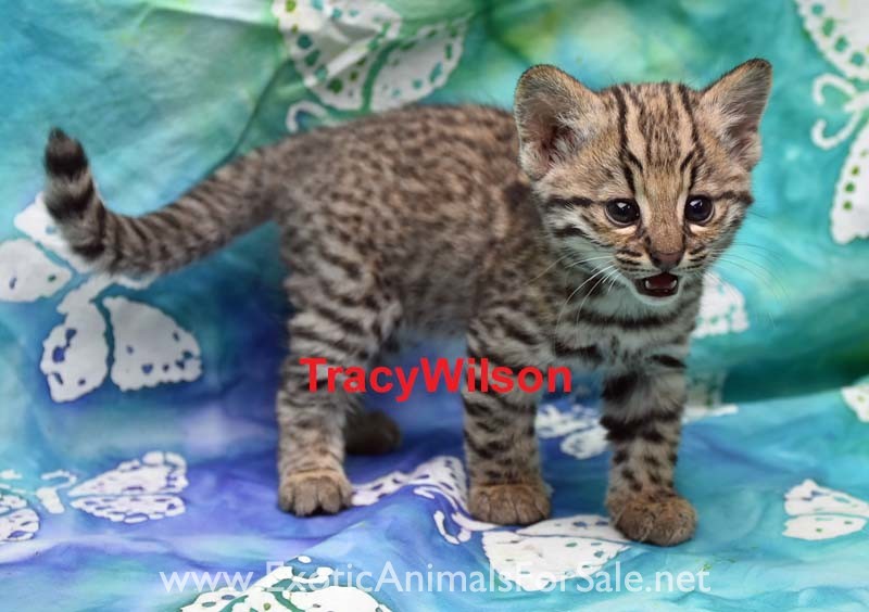 Geoffroy's Cat, Female 9 weeks of age for Sale