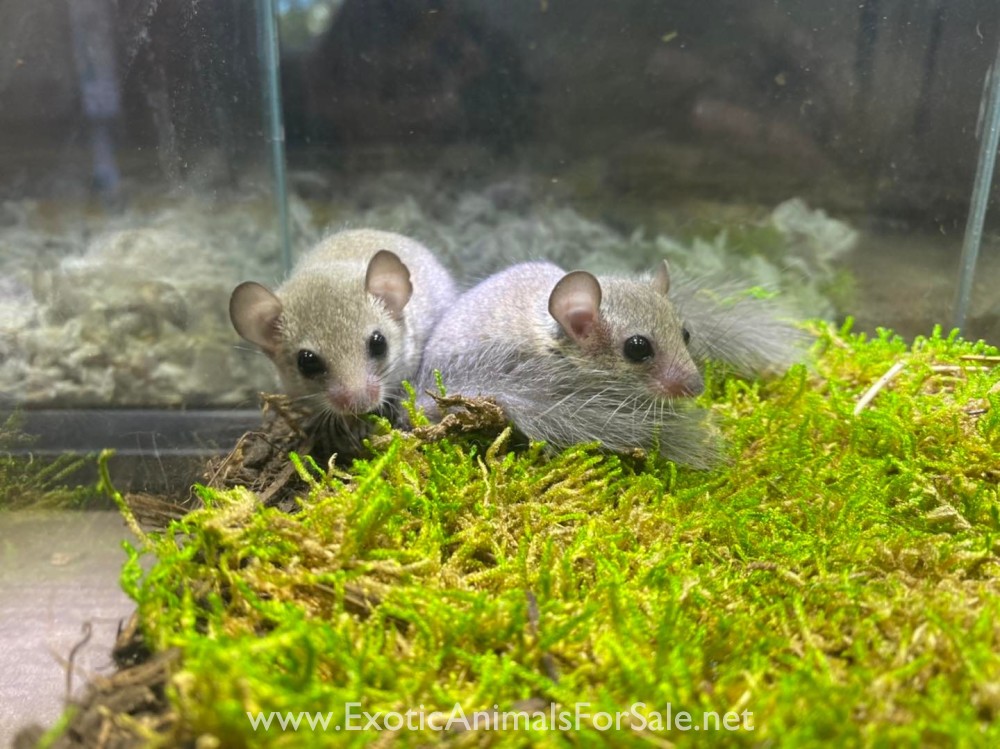 Pygmy Dormice for Sale