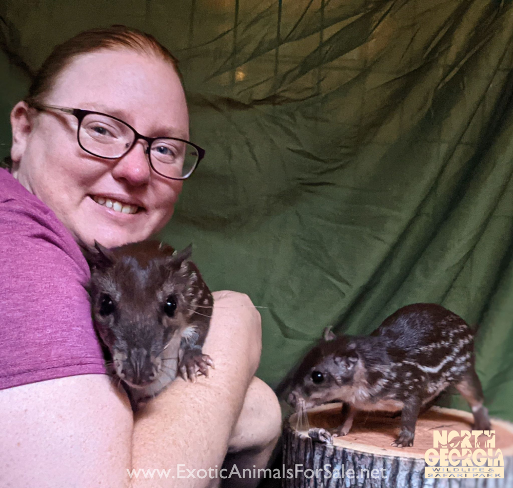 5 Month Old Female Paca for Sale! for Sale