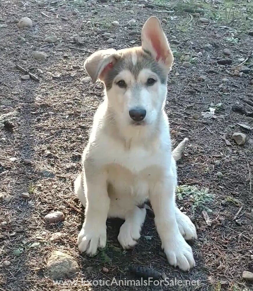 Last wolfdog Puppy Low Content Southern Oregon for Sale