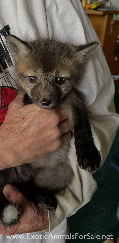 Fox kits(pups) for sale for Sale