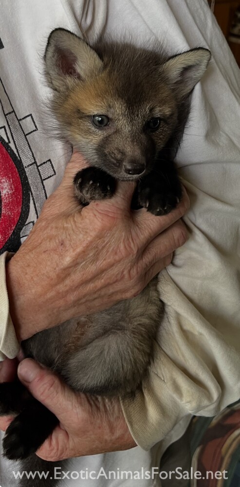 Fox kits(pups) for Sale