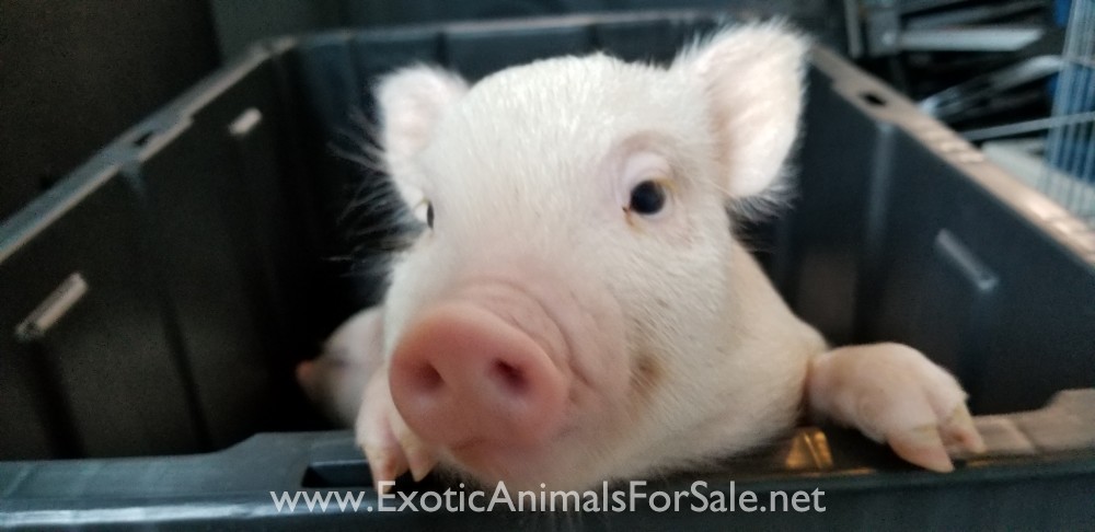 MINI PIGS FOR SALE !! VERY SMALL for Sale