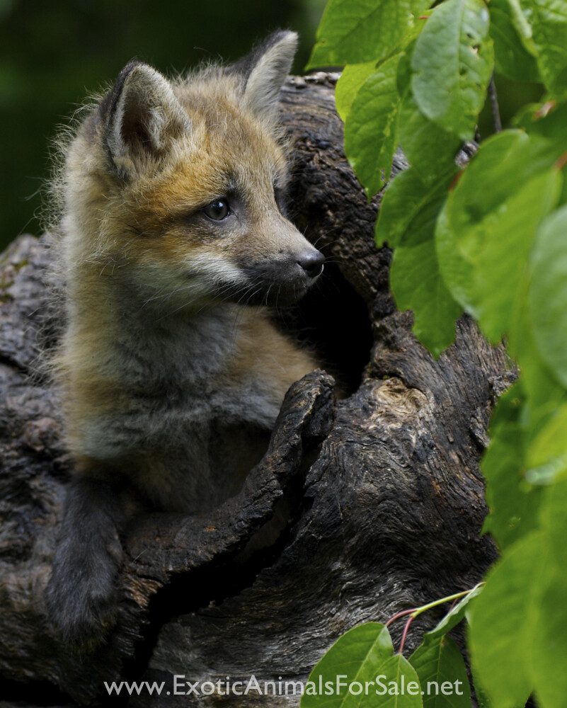 Arctic Wolves, Tundra Wolves, Fox: red, cross, silver, Grey Fox, Badger ...