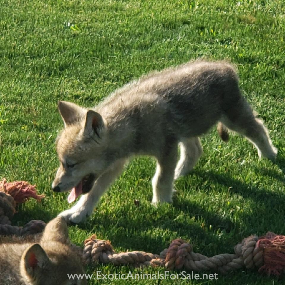 Female wolf hybrid-high content for Sale