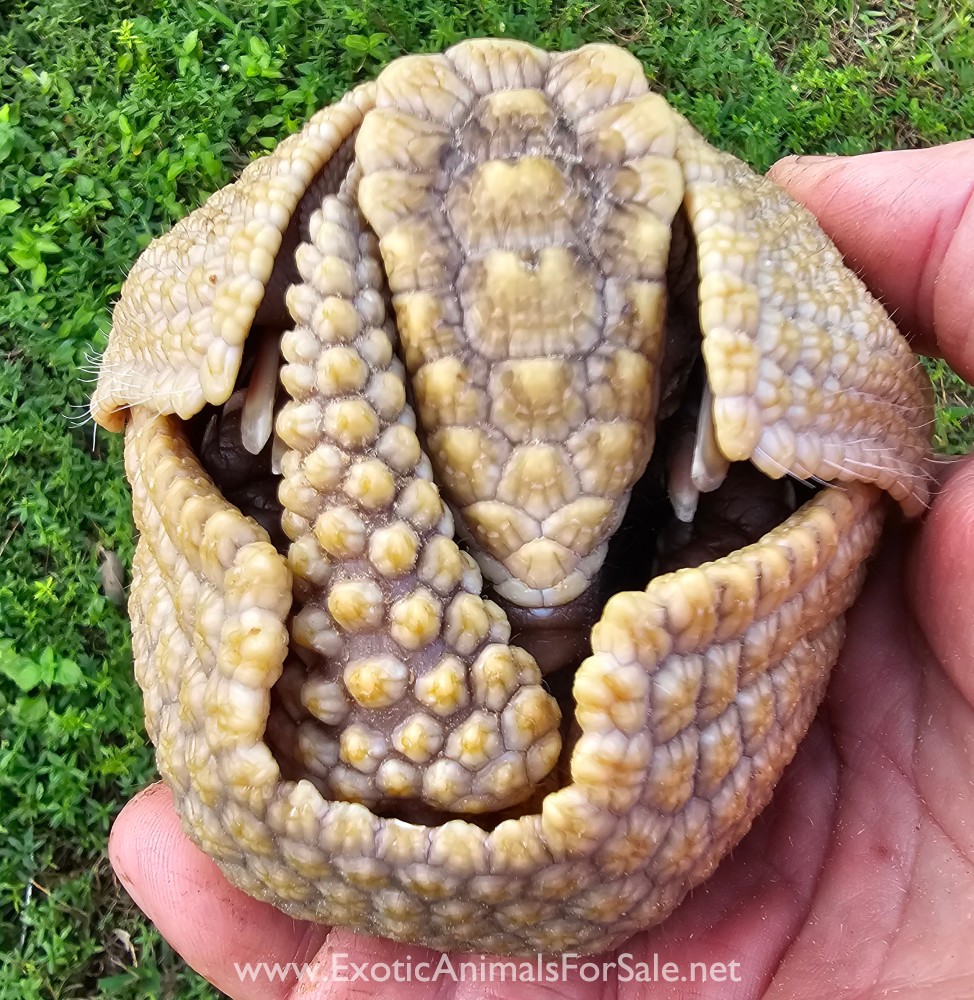 BABY THREE BANDED ARMADILLO CAPTIVE BRED AND HAND RAISED for Sale