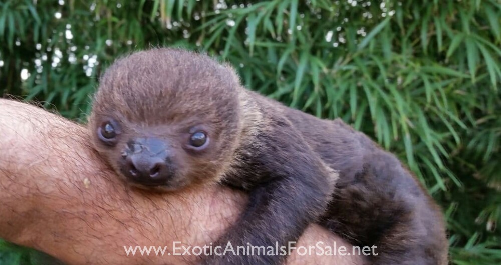 Sloths For Sale