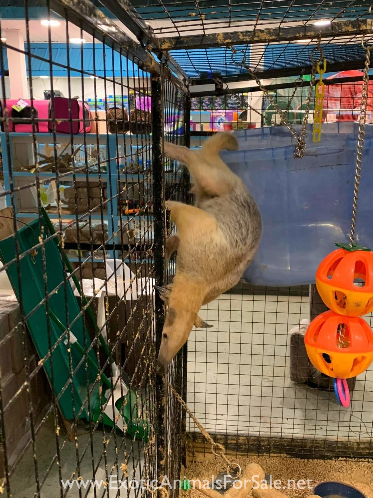 Tamandua Ant Eaters for Sale