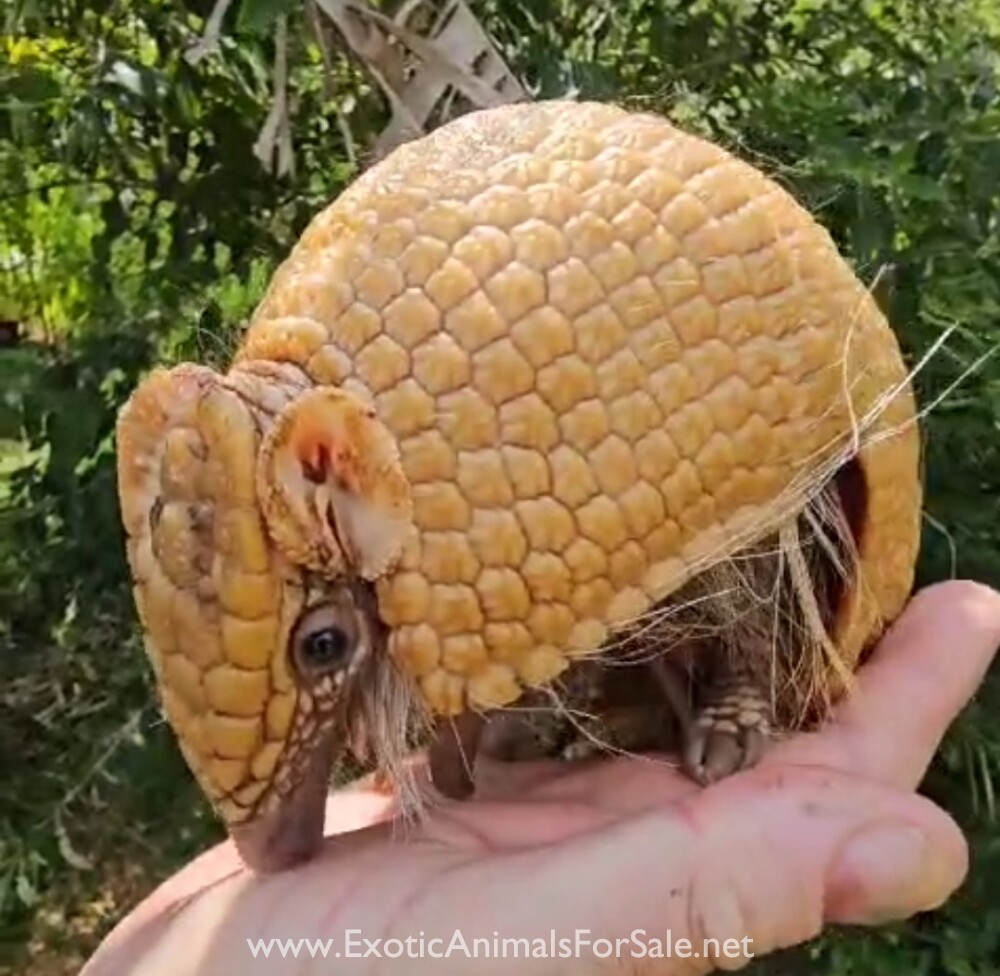 Armadillos For Sale