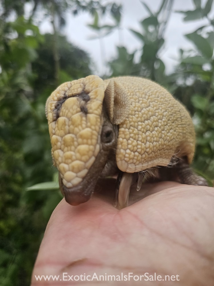 Armadillos For Sale