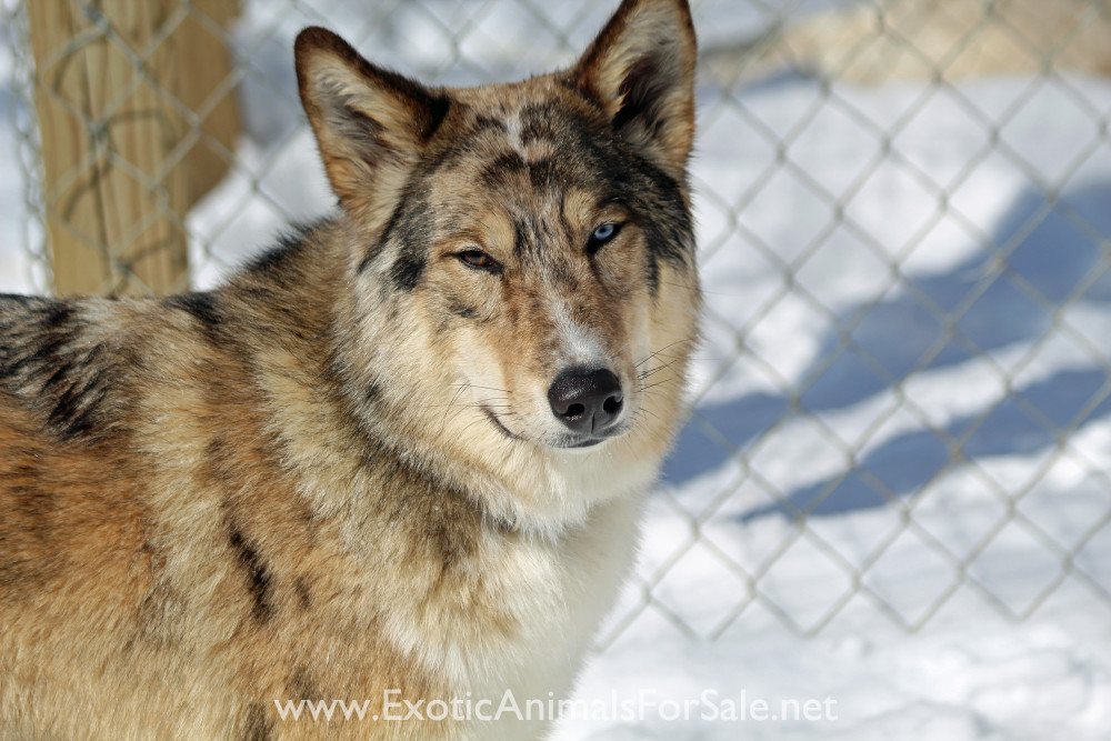 Low content merle wolfdog for Sale