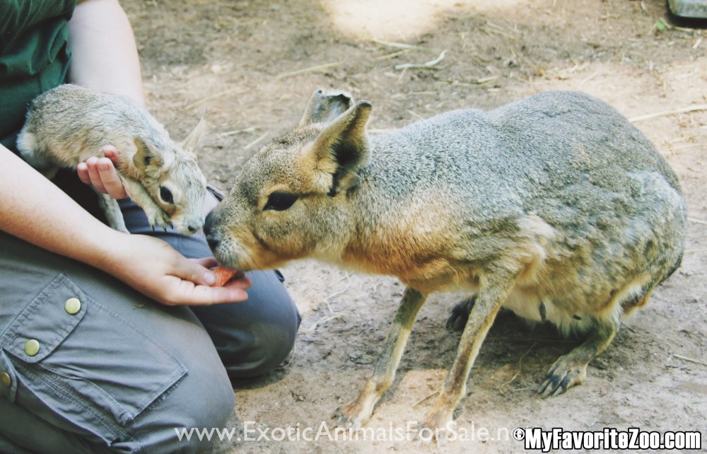 Patagonian Cavies for Sale