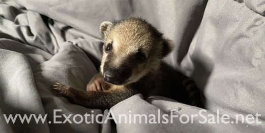 Coatimundi Female Bottle Baby for Sale