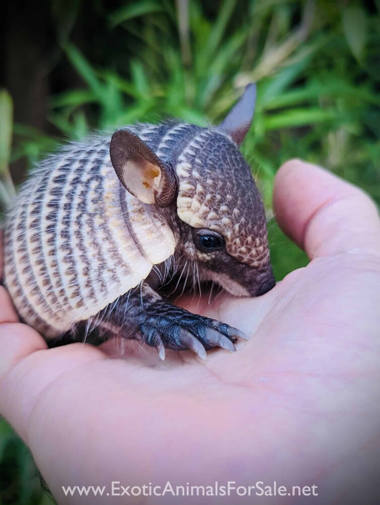 Armadillos For Sale