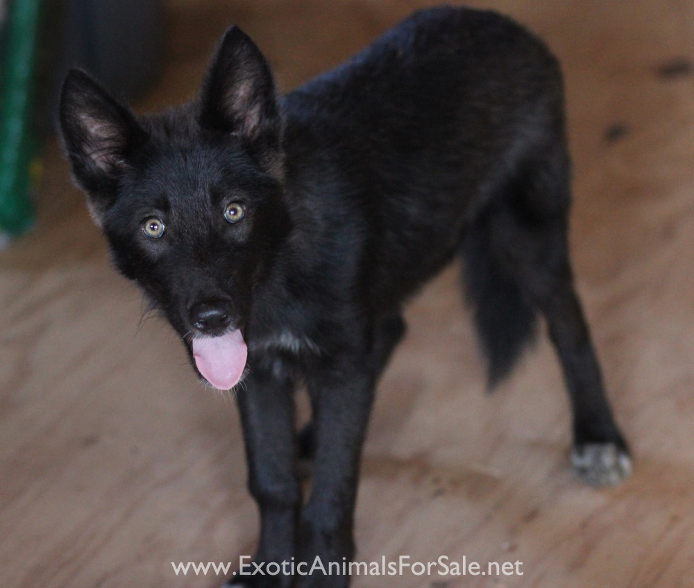 Wolf dog puppies for Sale