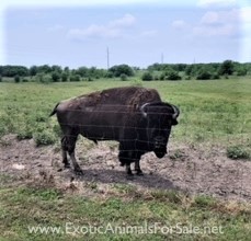 Bison for sale for Sale