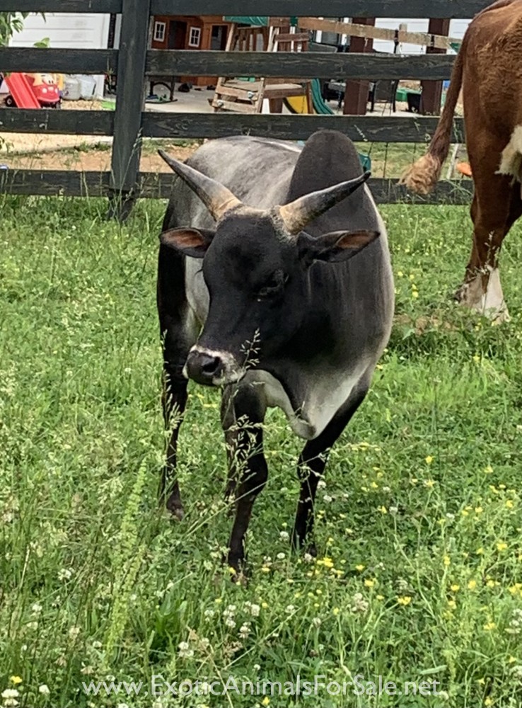 Zebu Herd of 6 for Sale