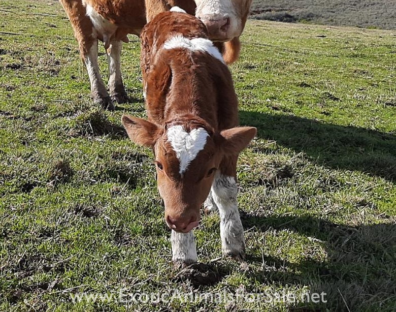 Extremely rare Simmental calf with perfect heart shaped patch on ...