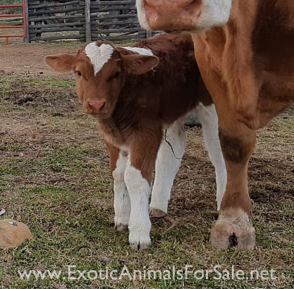 Extremely rare Simmental calf with perfect heart shaped patch on ...