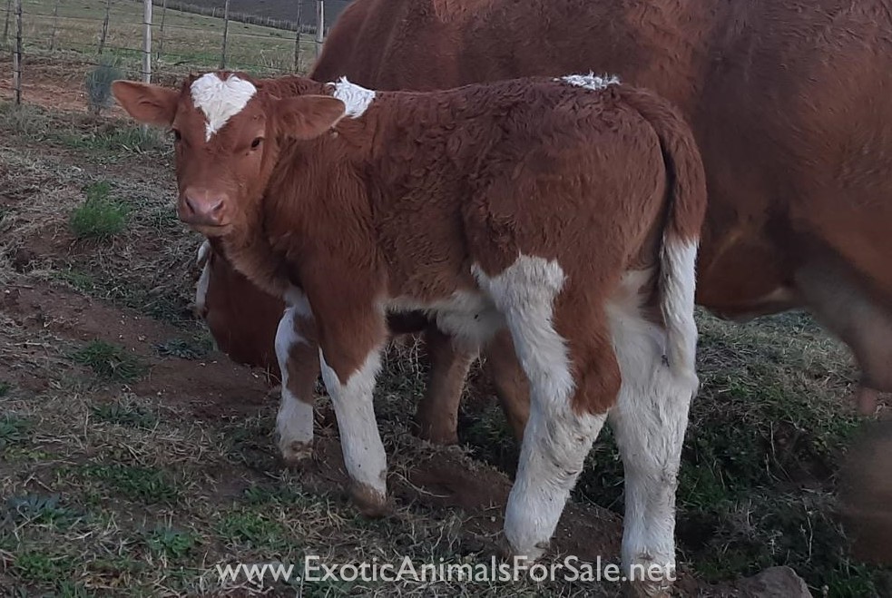 Extremely rare Simmental calf with perfect heart shaped patch on ...
