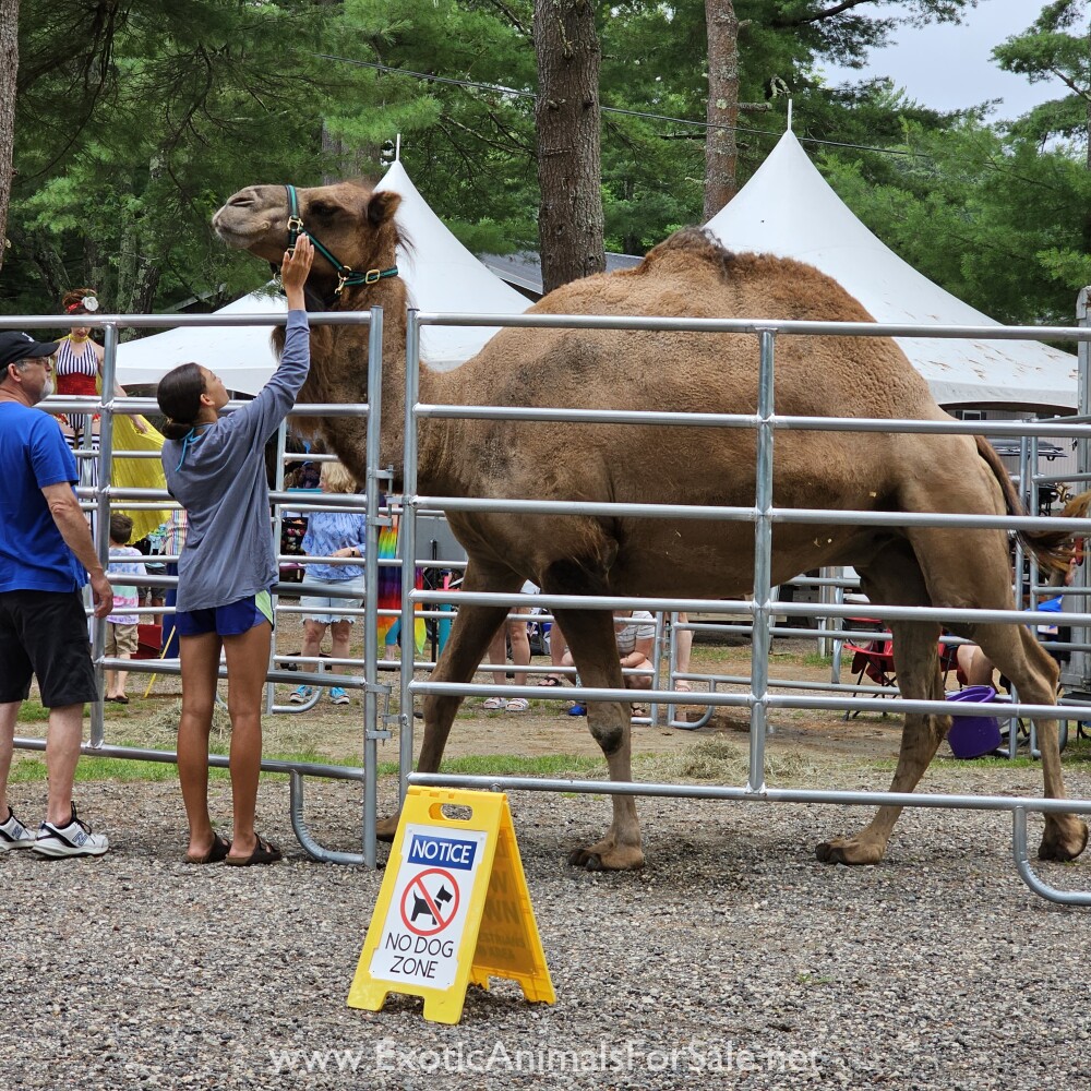 F-1 Hybrid Camel for Sale
