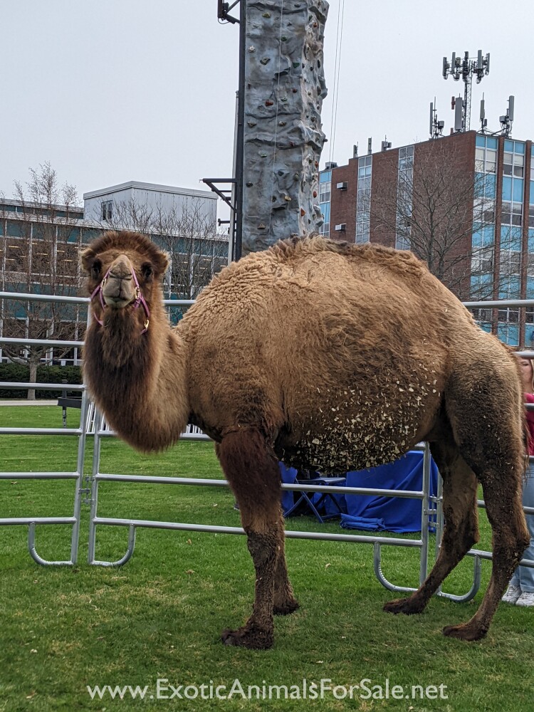 F-1 Hybrid Camel for Sale