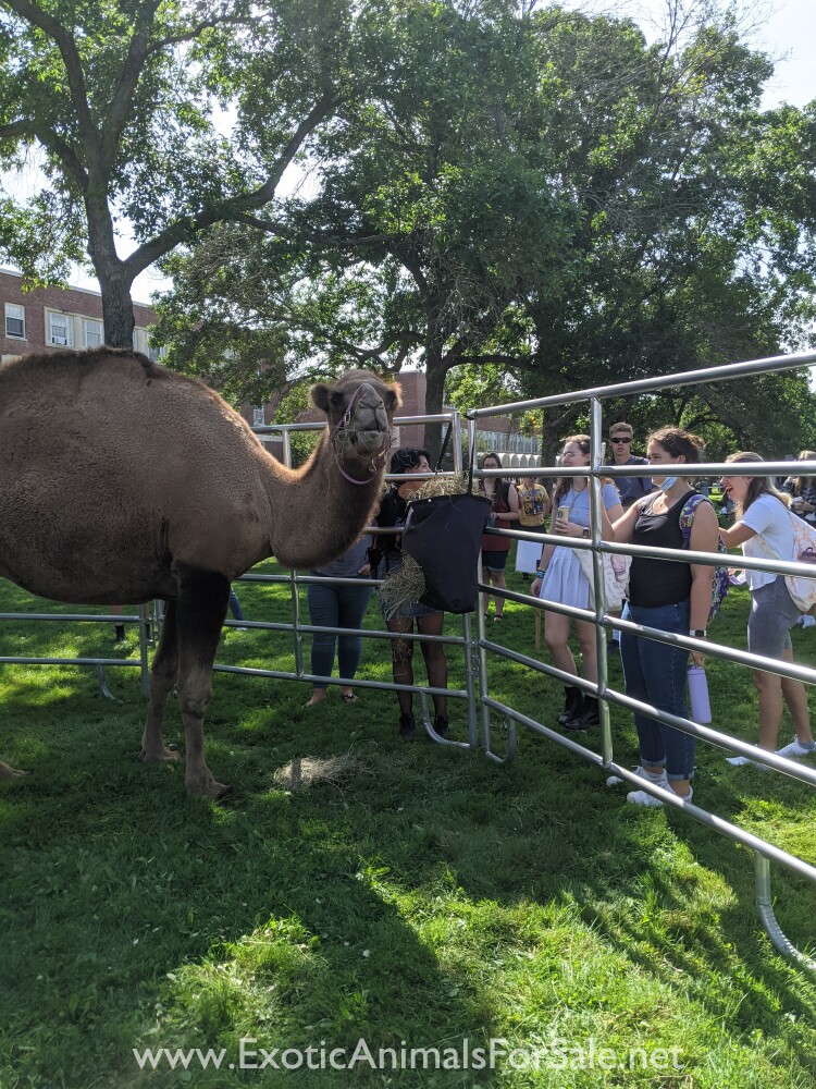 F-1 Hybrid Camel for Sale