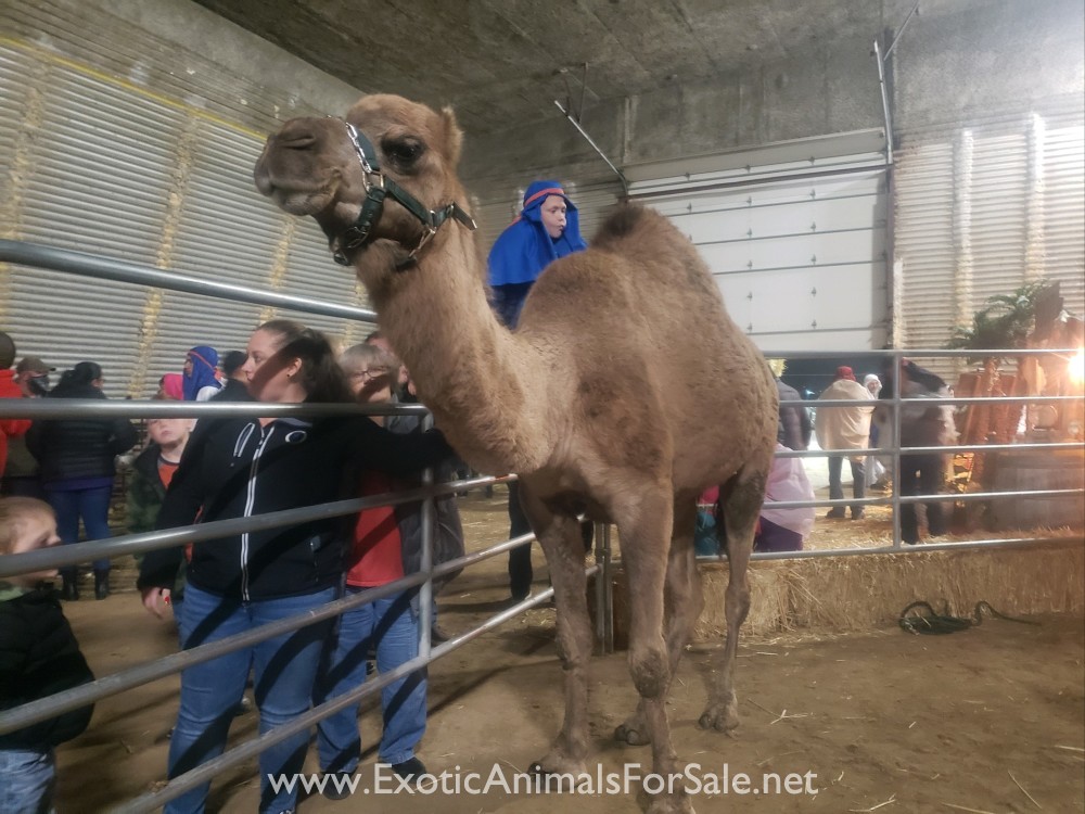 Camel Ride Package for Sale