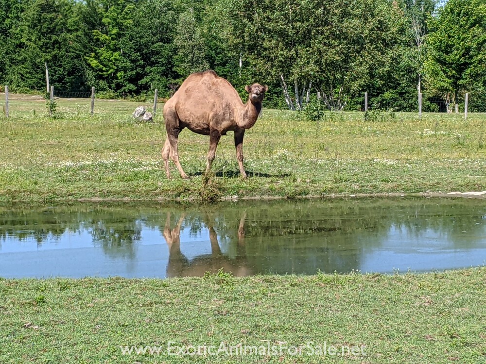 F-1 Hybrid Camel for Sale