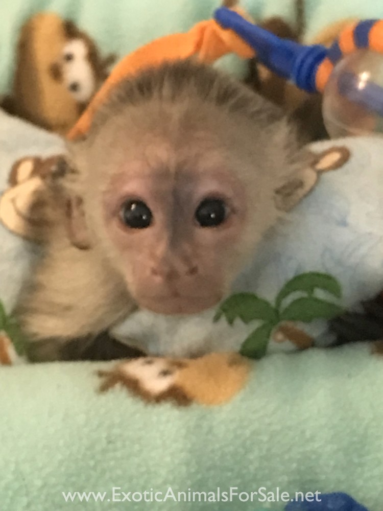 Capuchin Monkeys For Sale