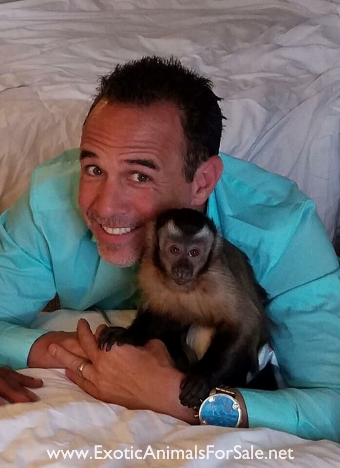 Capuchin Monkeys For Sale