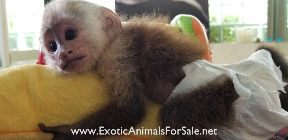 BABY CAPUCHINS FOR SALE !! DELIVERY, ADVANCED TRAINING, AND FINANCING ...