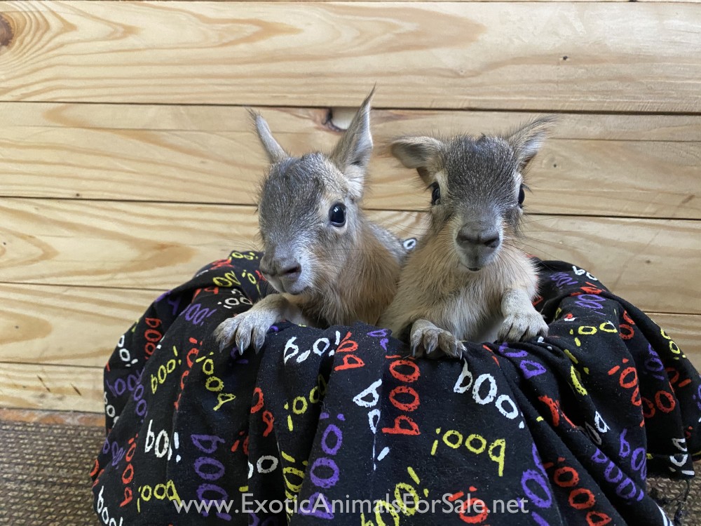 Patagonian Cavy Baby for Sale