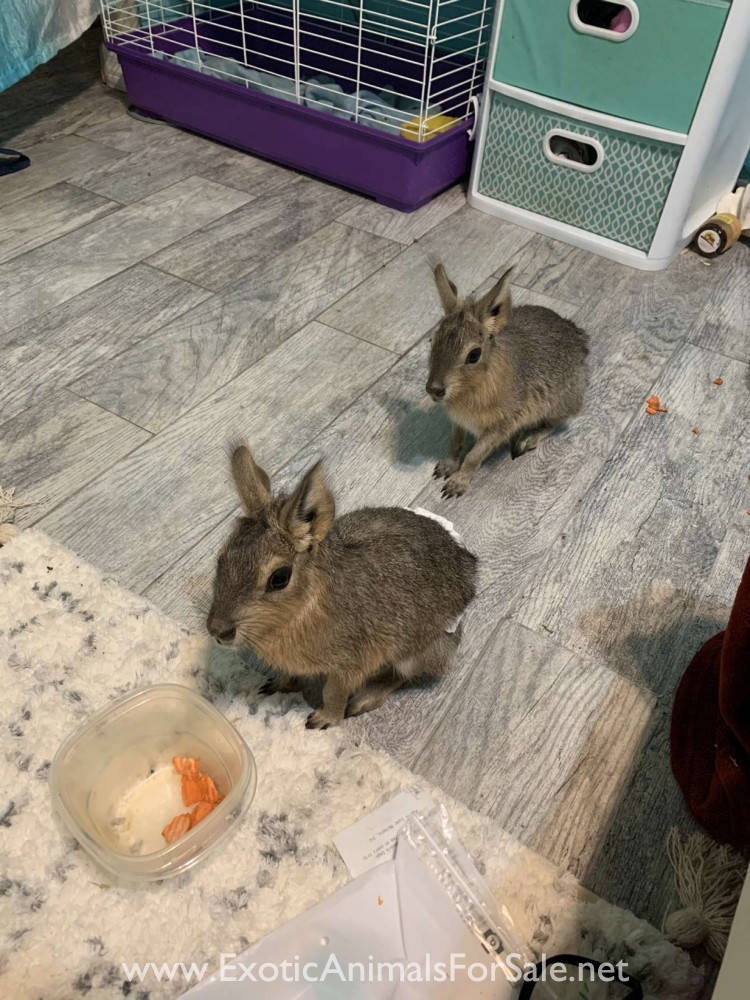 Patagonian Cavy Bottle Babies for Sale