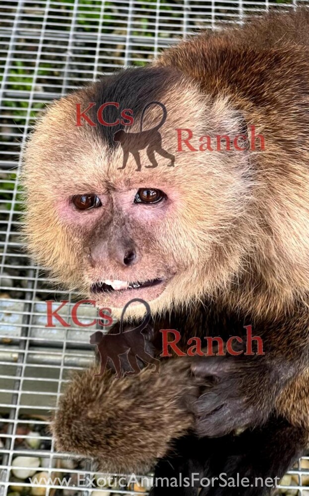 Capuchin Monkeys For Sale