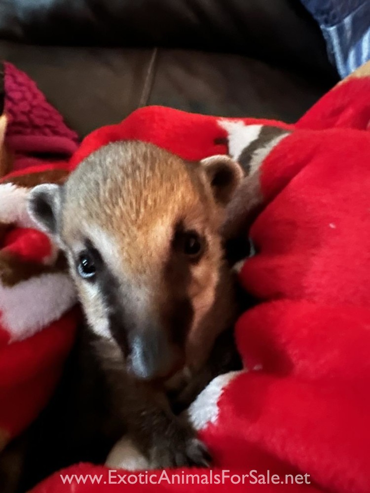 Coatimundi For Sale