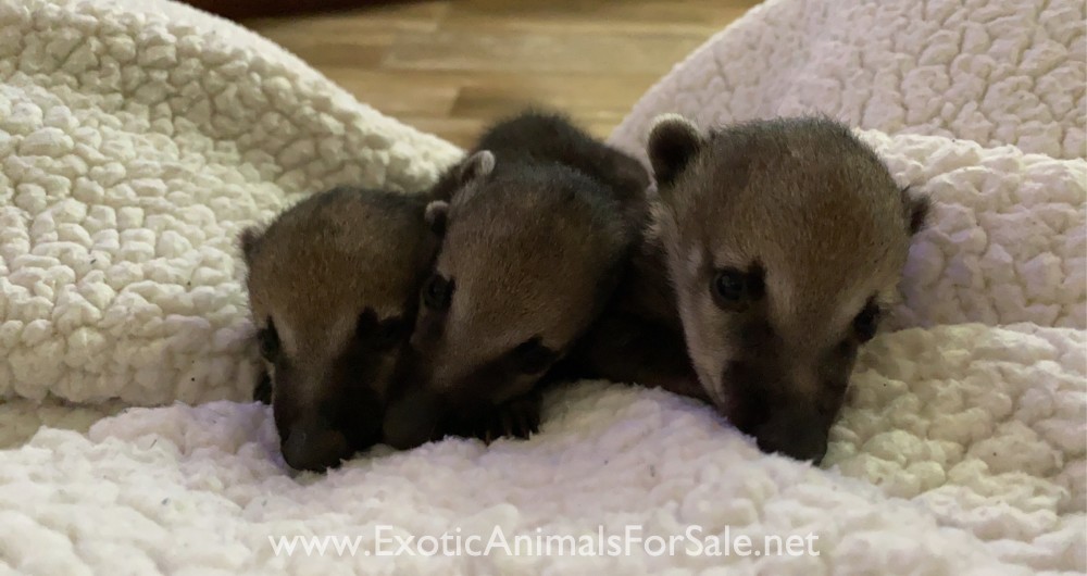 Coatimundi For Sale