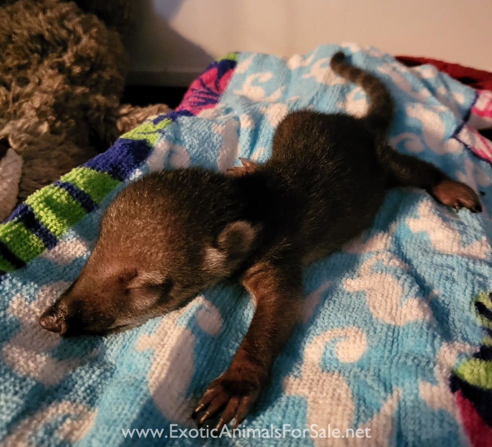 Coatimundi For Sale