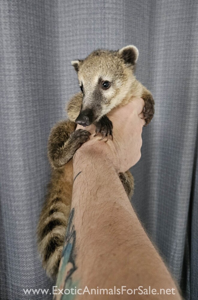 Coatimundis! for Sale