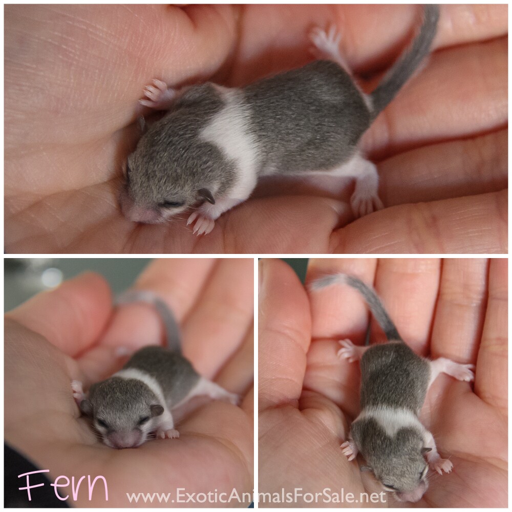 Pied African Pygmy dormice for Sale