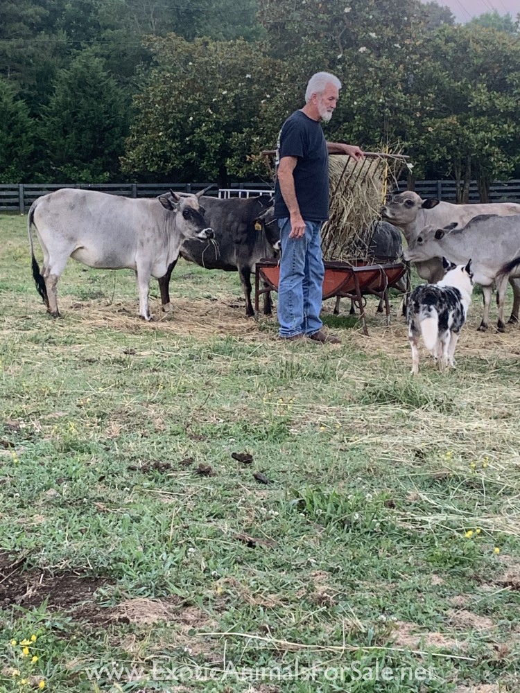 Zebu Herd of 6 for Sale