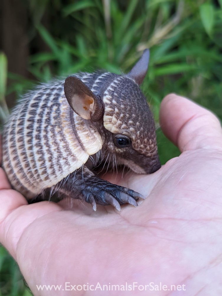 BABY Screaming Hairy Armadillo HAND RAISED for Sale