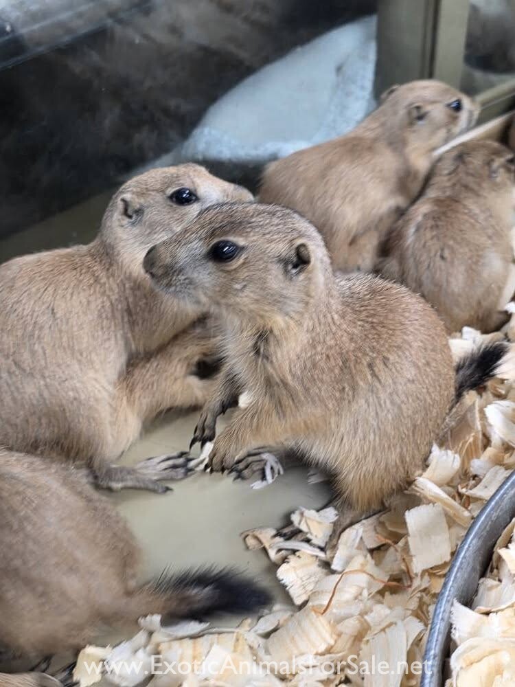 Prairie Dogs! for Sale