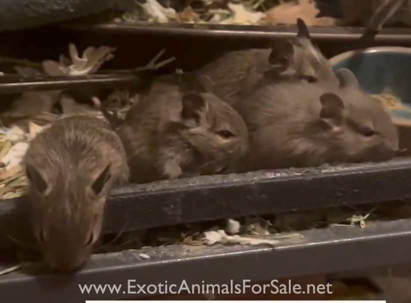 Degu For Sale