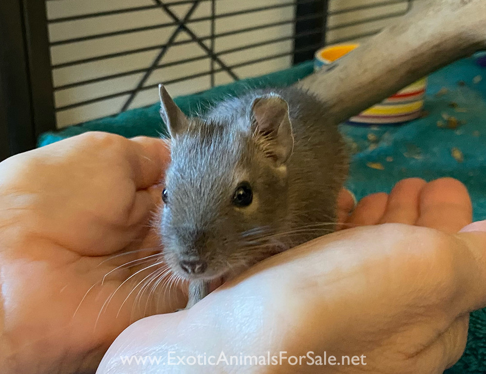 Degu for Sale