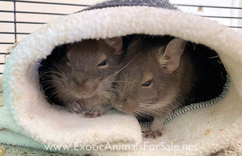 Degu for Sale
