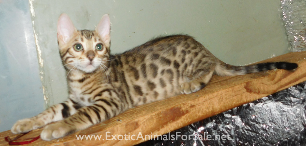 Cheetoh Kittens for Sale